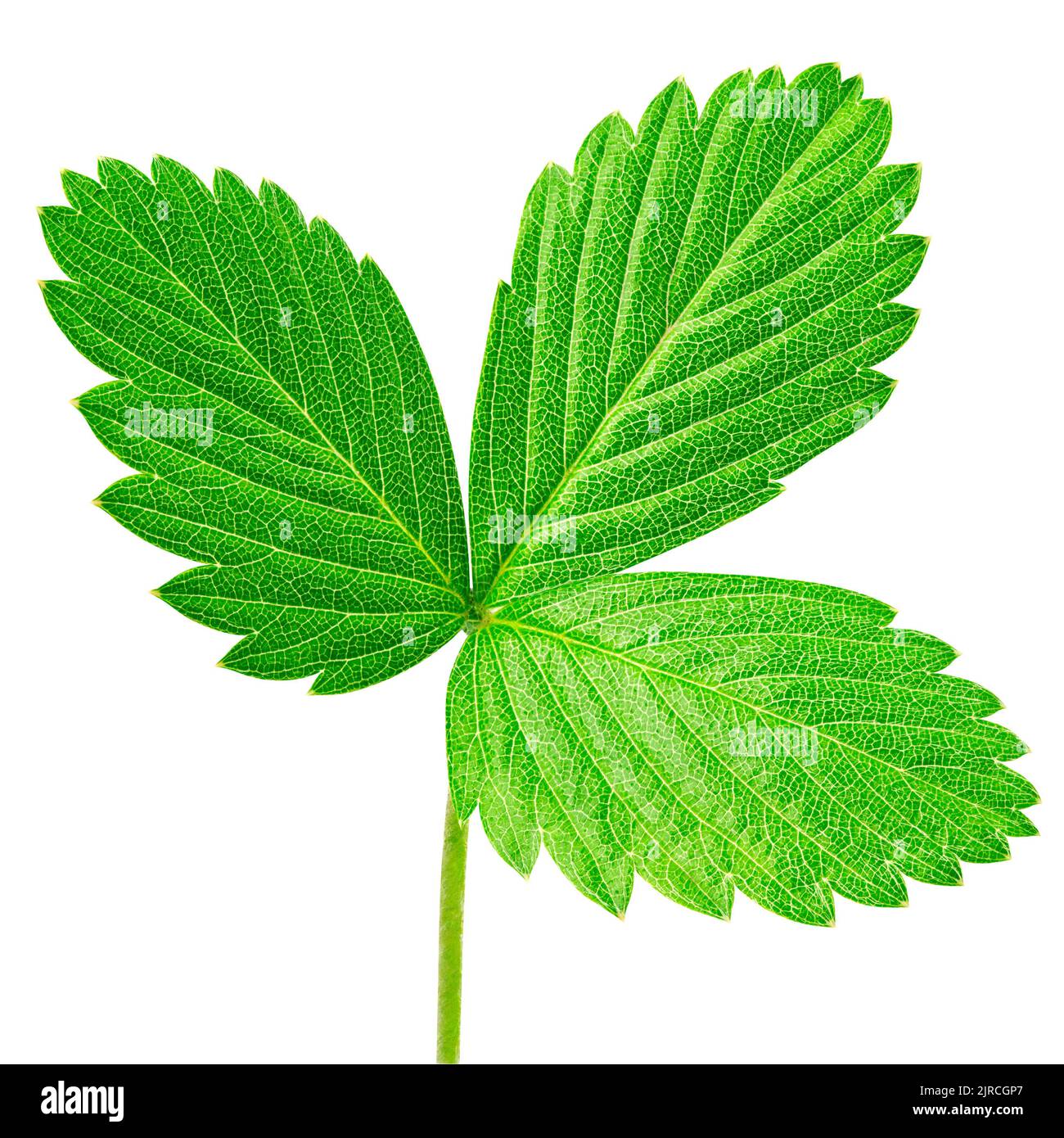 strawberry leaf isolated on white background, clipping path, full depth ...