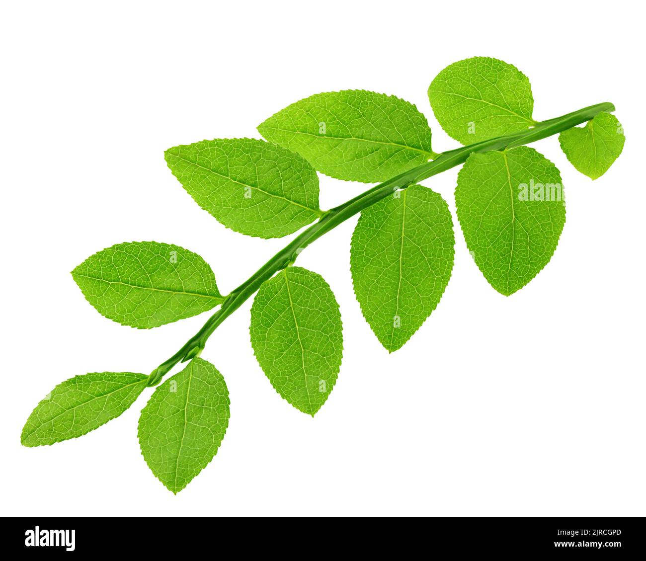 Blueberry leaf, isolated on white background, clipping path, full depth ...