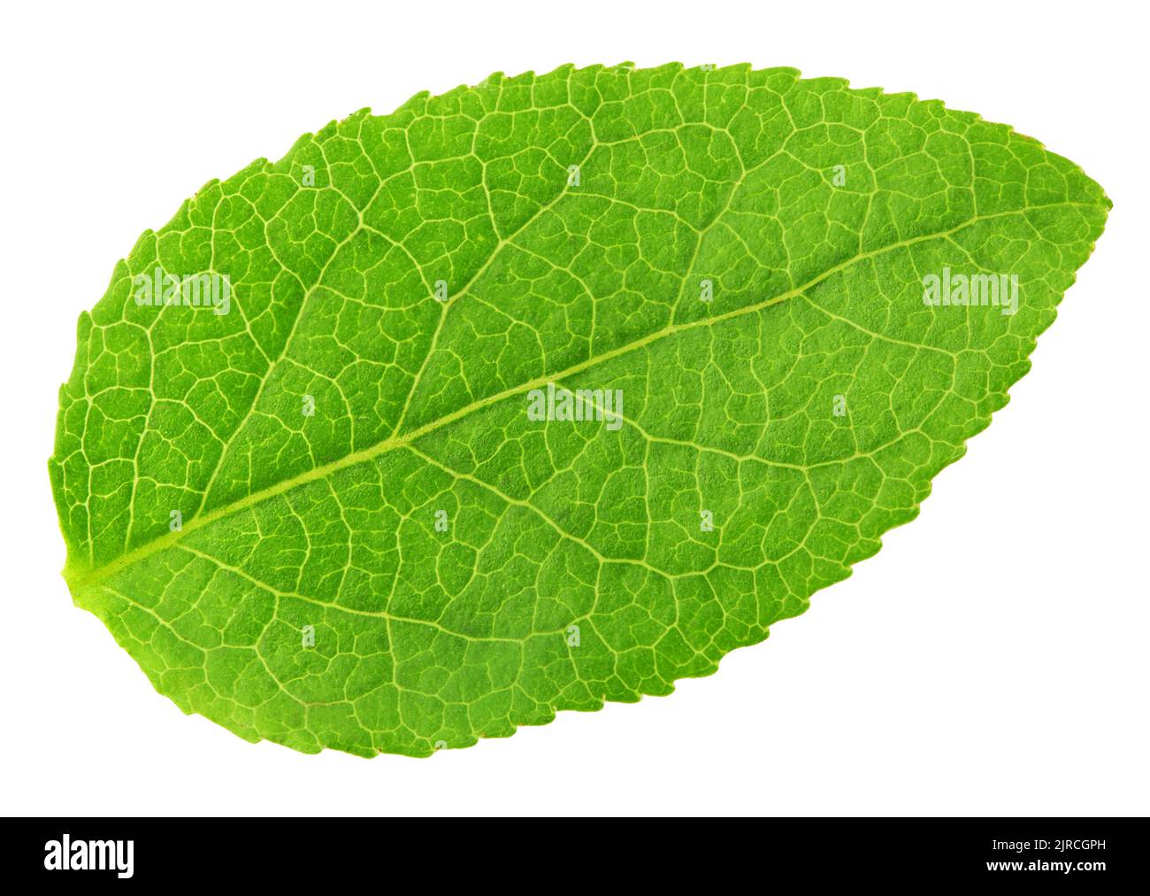 Blueberry leaf, isolated on white background, clipping path, full depth ...