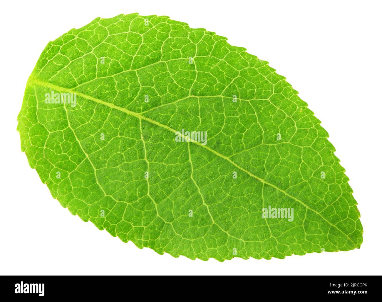 Blueberry leaf, isolated on white background, clipping path, full depth ...