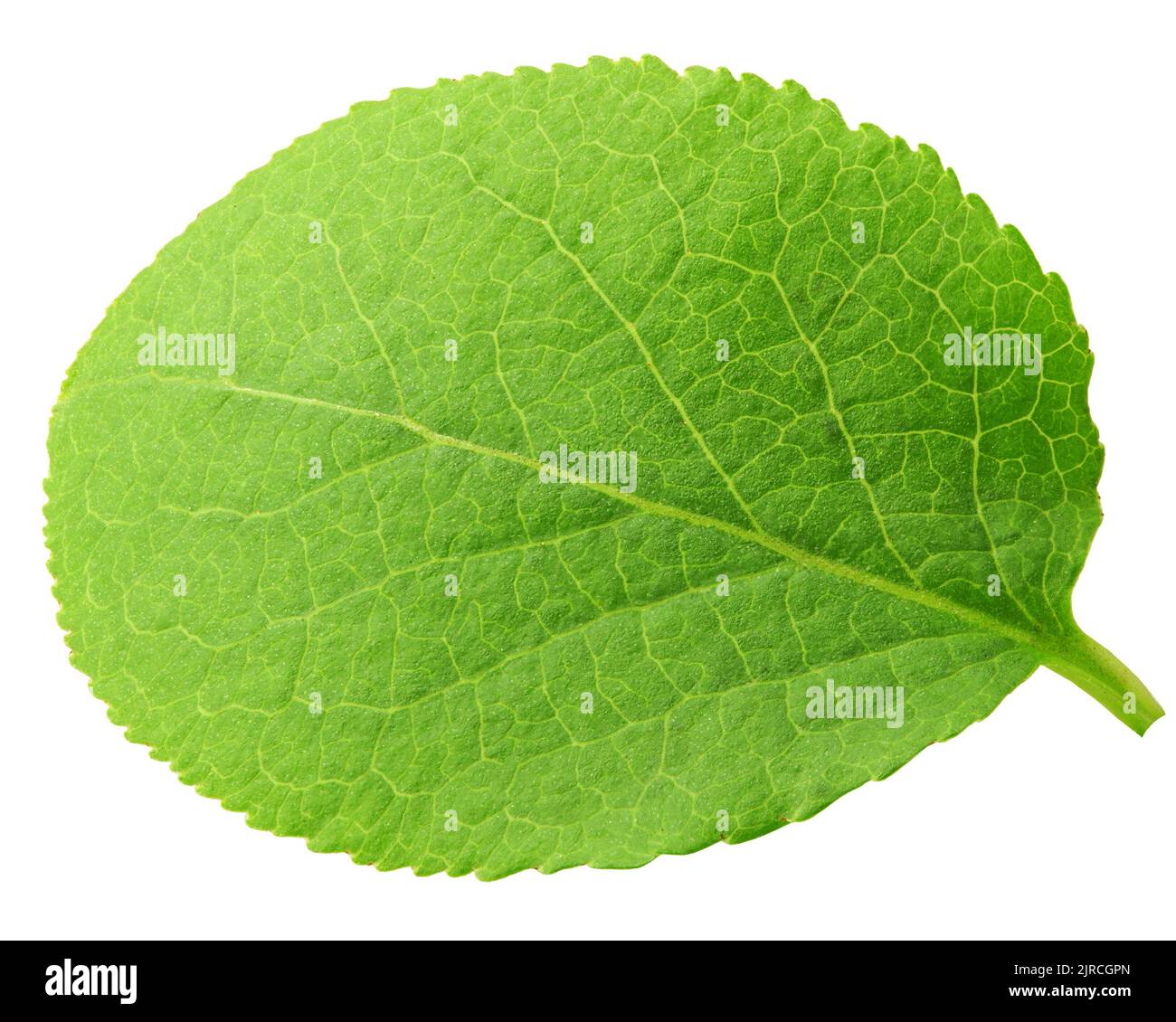 Blueberry leaf, isolated on white background, clipping path, full depth ...
