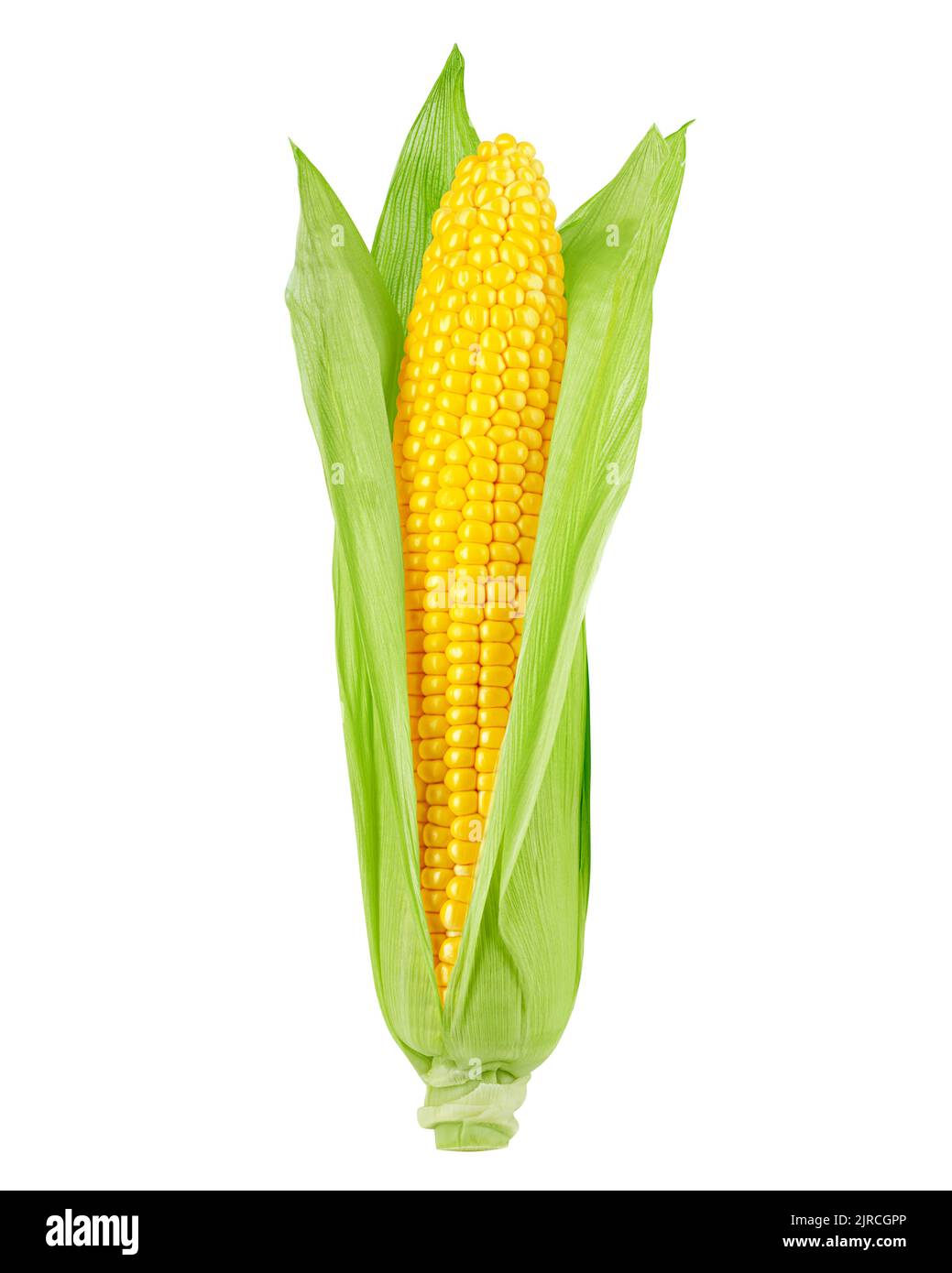 corn ear, isolated on white background, clipping path, full depth of ...