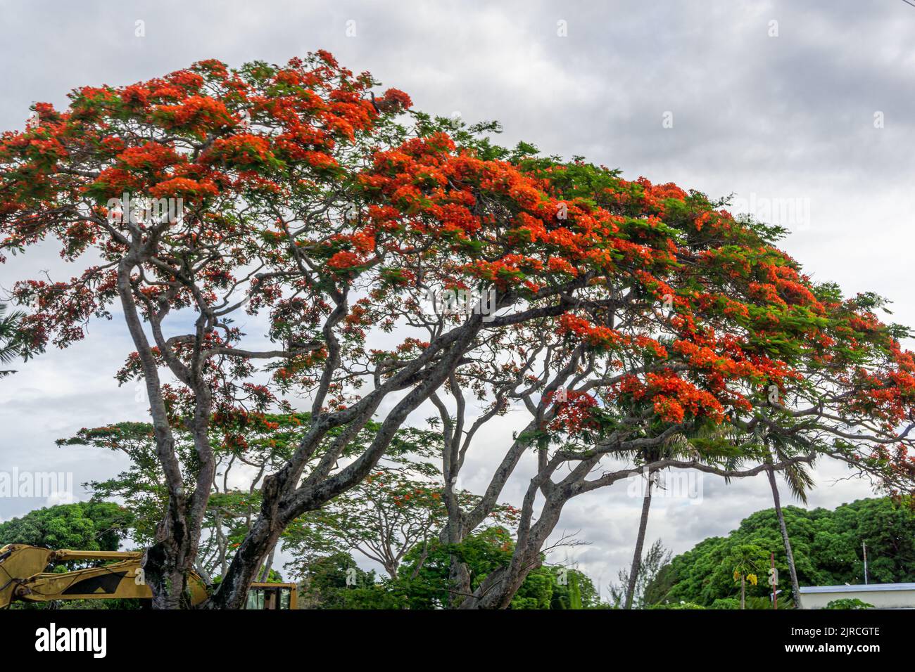 Flamboyant trees or Delonix Regia with their red blooming flowers on ...