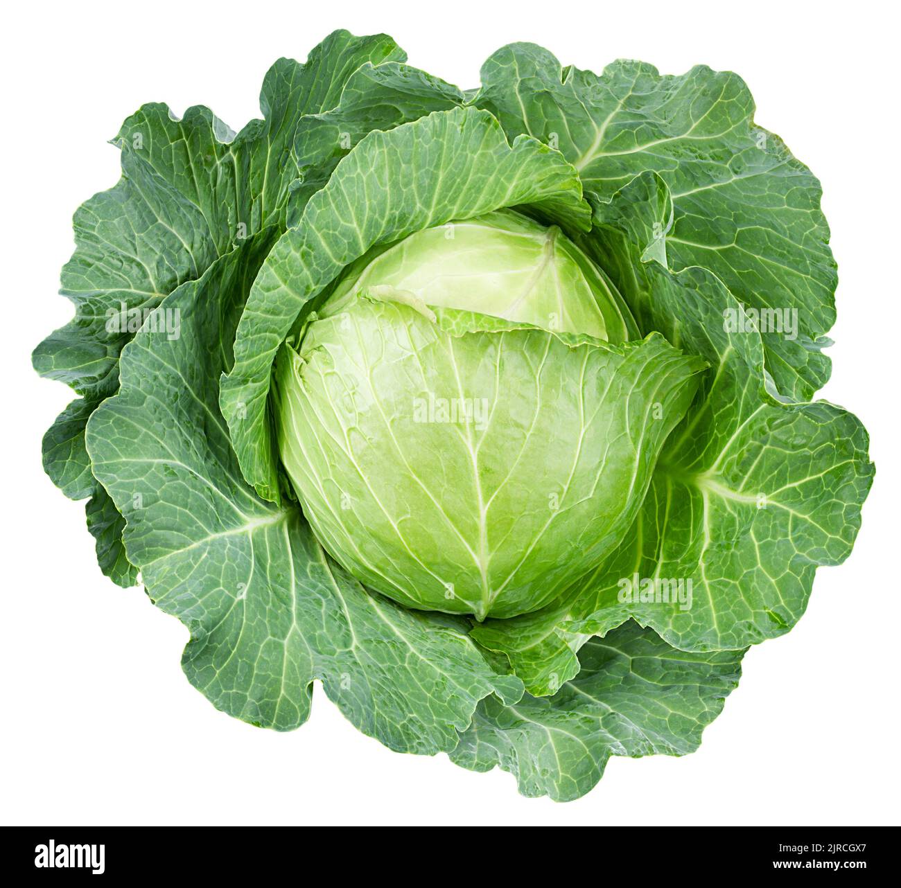 cabbage isolated on white background, clipping path, full depth of ...