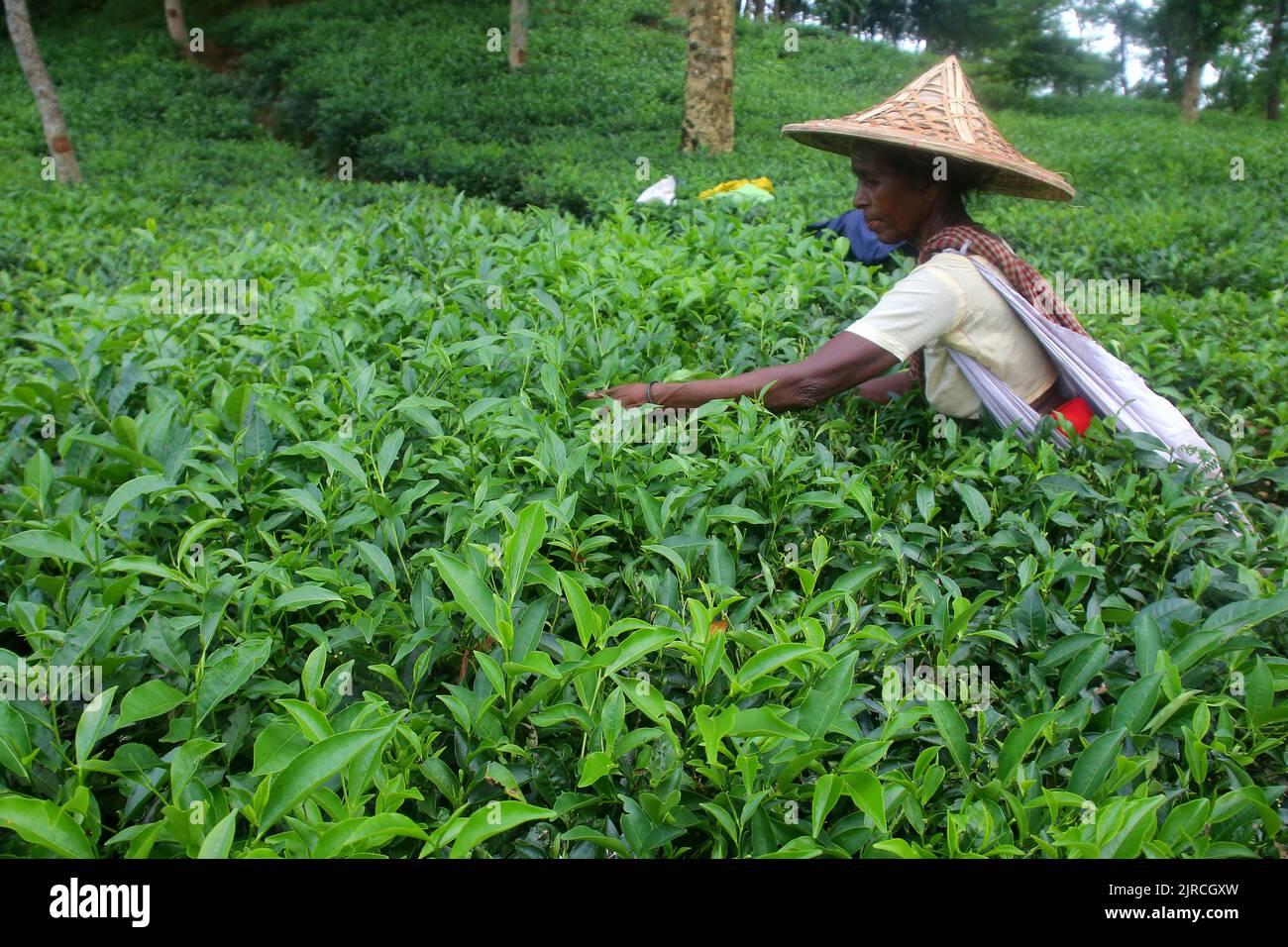 Sylhet, Mexico City, Bangladesh. 22nd Aug, 2022. August 22, 2022 ...