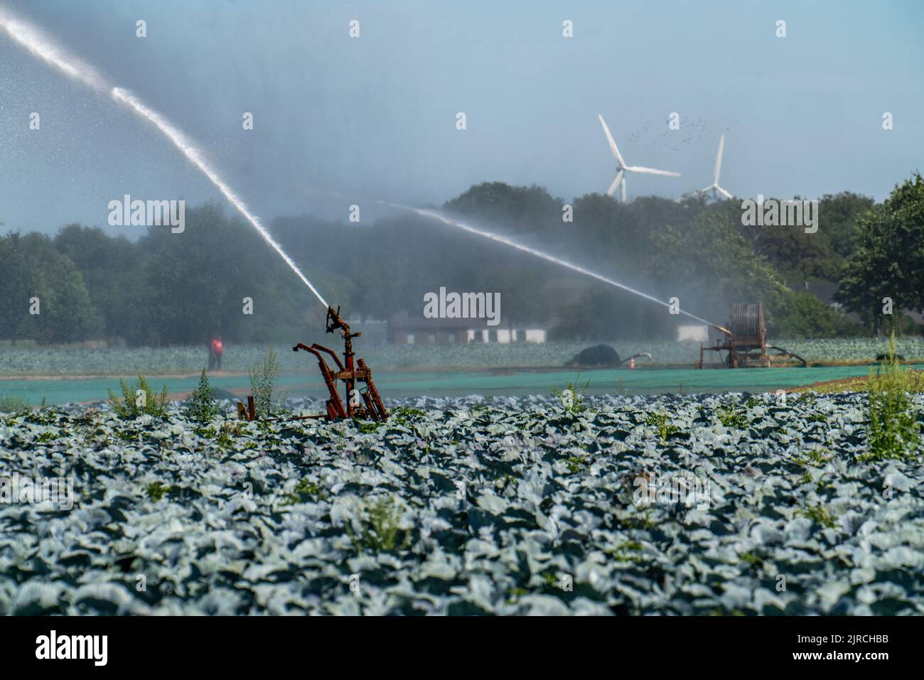 A field is artificially irrigated, water is sprayed onto the field via ...