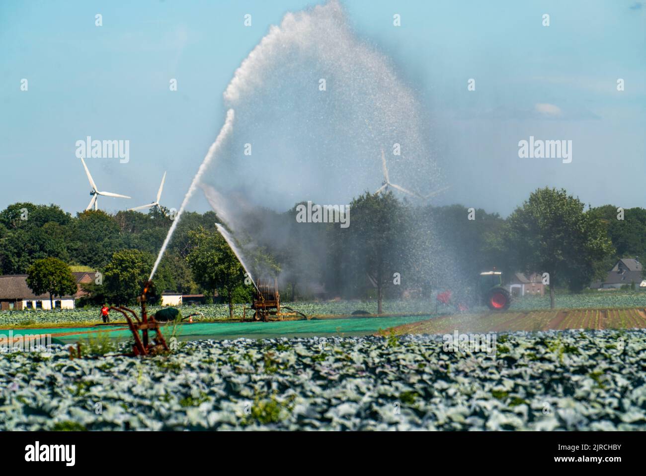 Irrigation system cabbage hi-res stock photography and images - Alamy