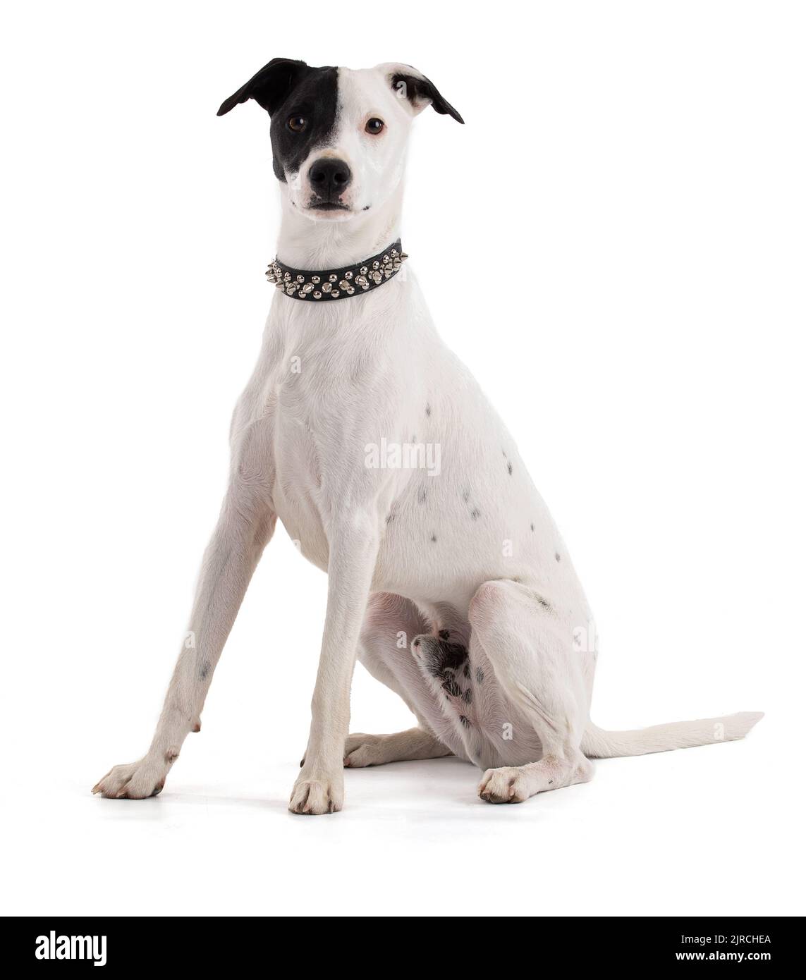 cute funny white punk dog with a black stain on one eye in a white ...