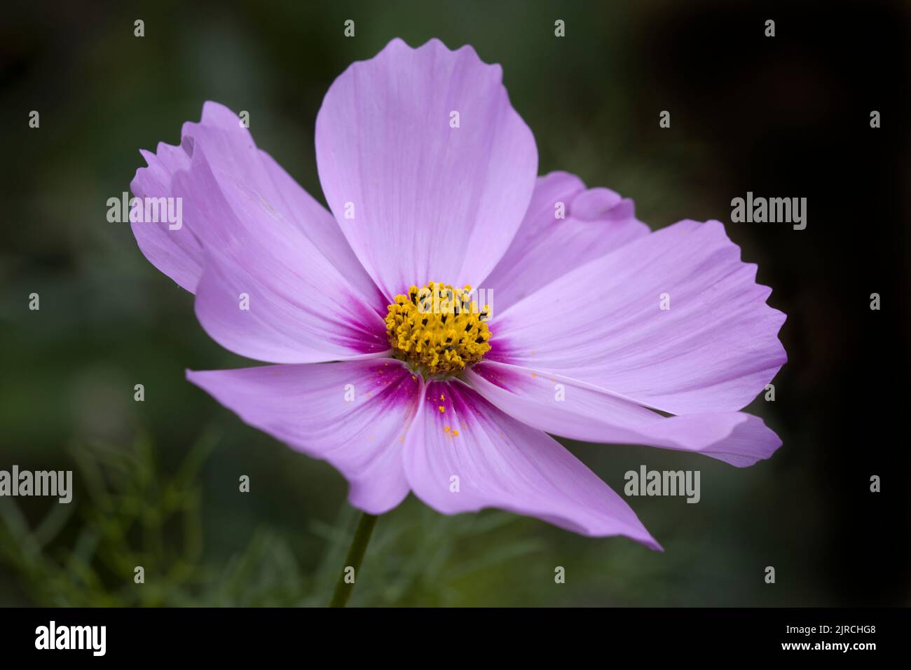Pink Cosmos Daisy Stock Photo - Alamy