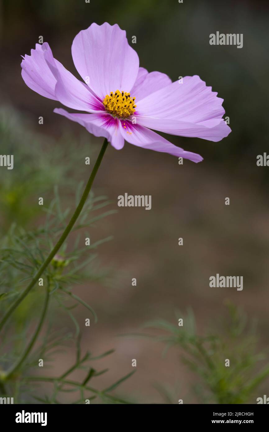 Pink Cosmos Daisy Stock Photo - Alamy