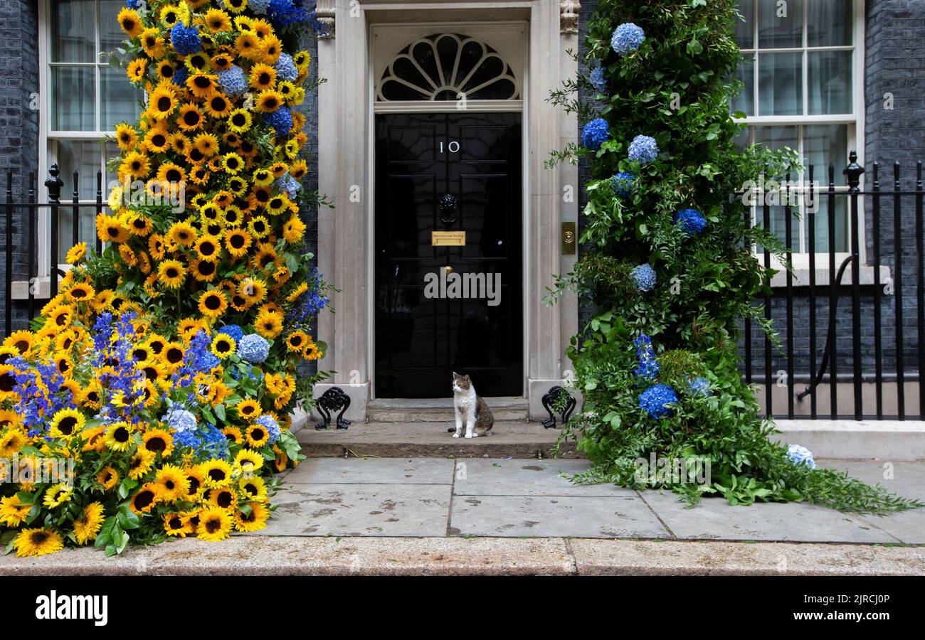 London, England, UK. 23rd Aug, 2022. Larry the Cat marks Ukraine ...