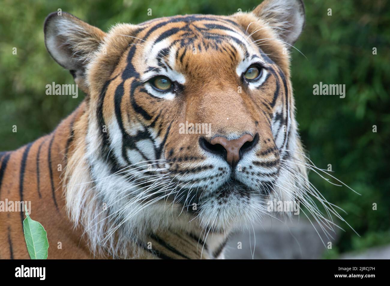 Tiger in the wild. The tiger is looking at the camera. Shooting a tiger ...