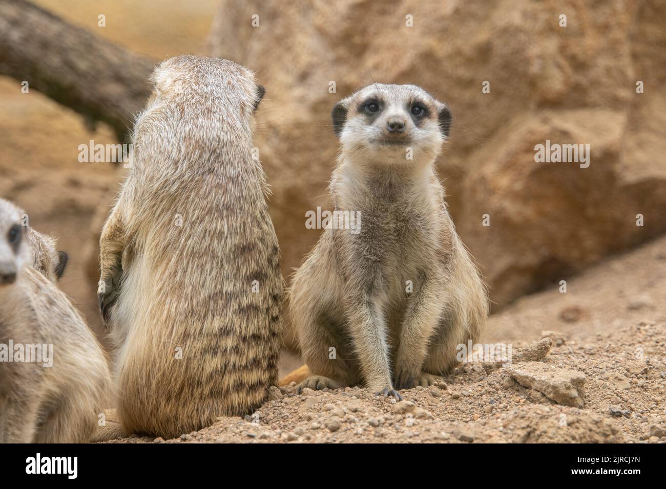 Meerkat looks at the camera. The meerkat stands on its hind legs. The ...