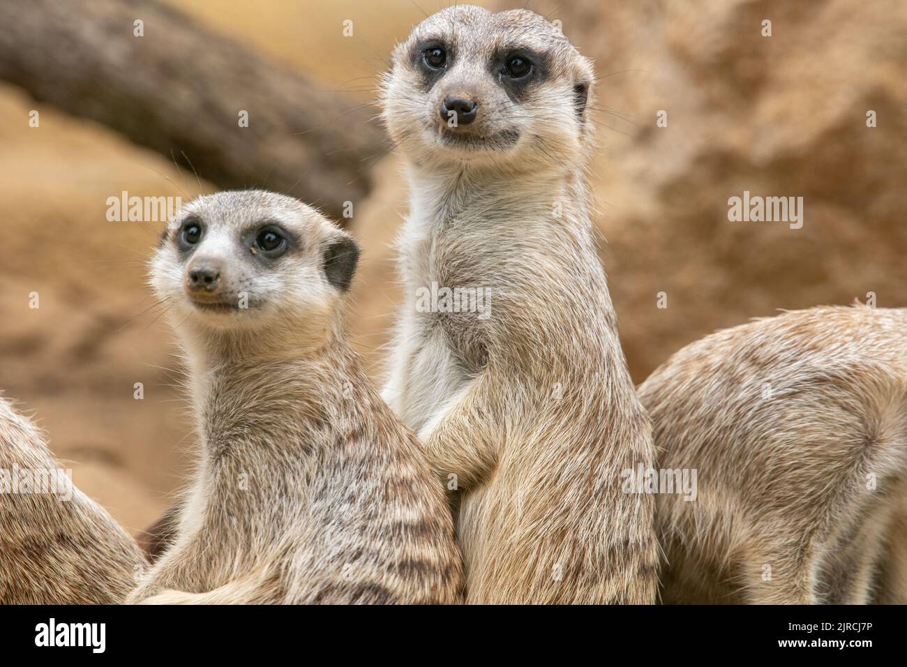 Meerkat looks at the camera. The meerkat stands on its hind legs. The ...