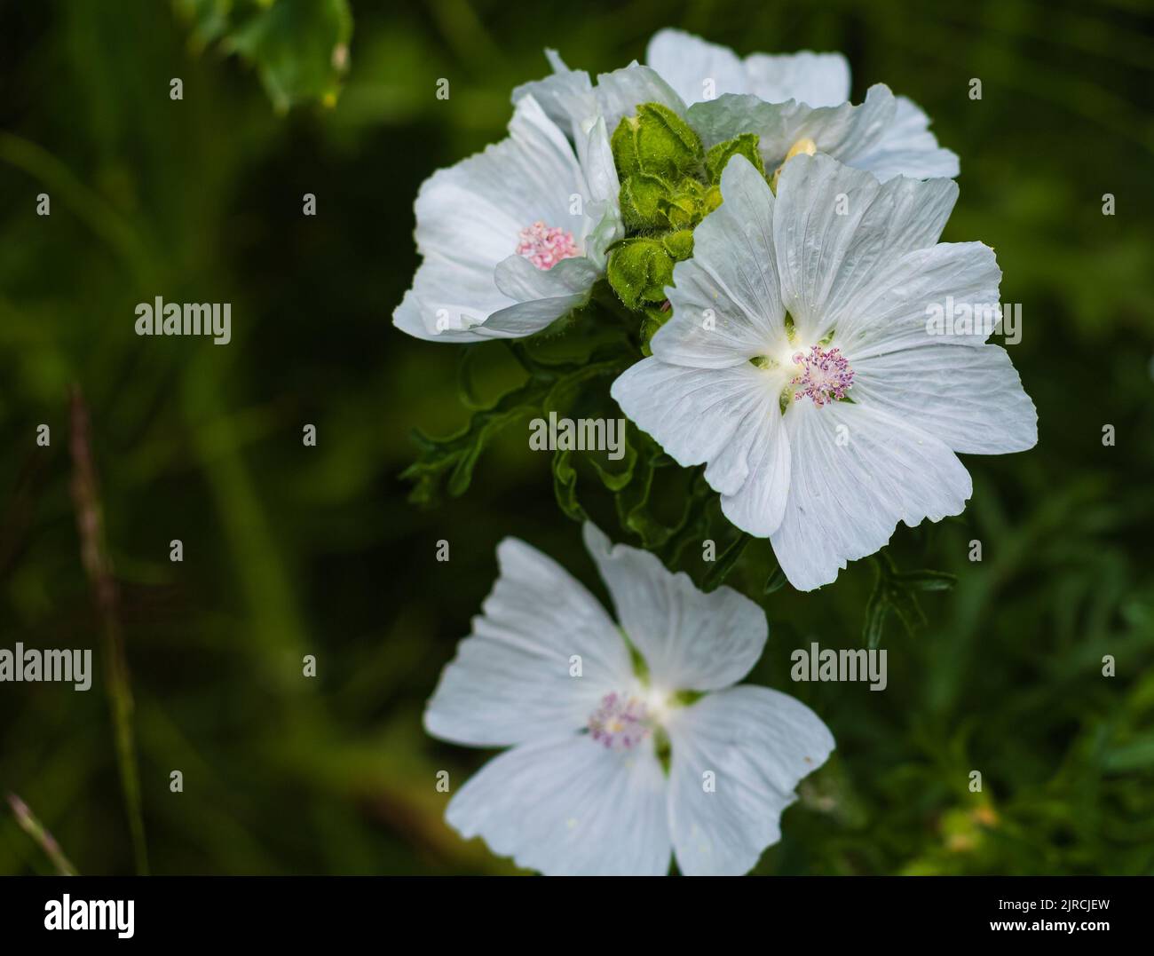 White musk mallow flower hi-res stock photography and images - Alamy