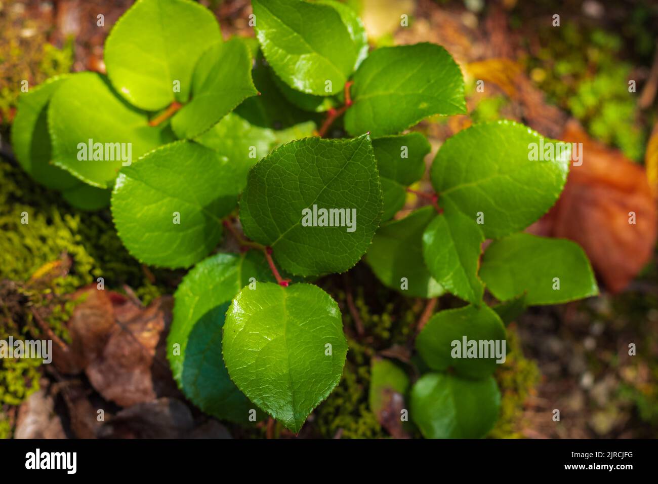 Fresh green branch of Lemon Leaf, Salal Gaultheria shallon close up ...