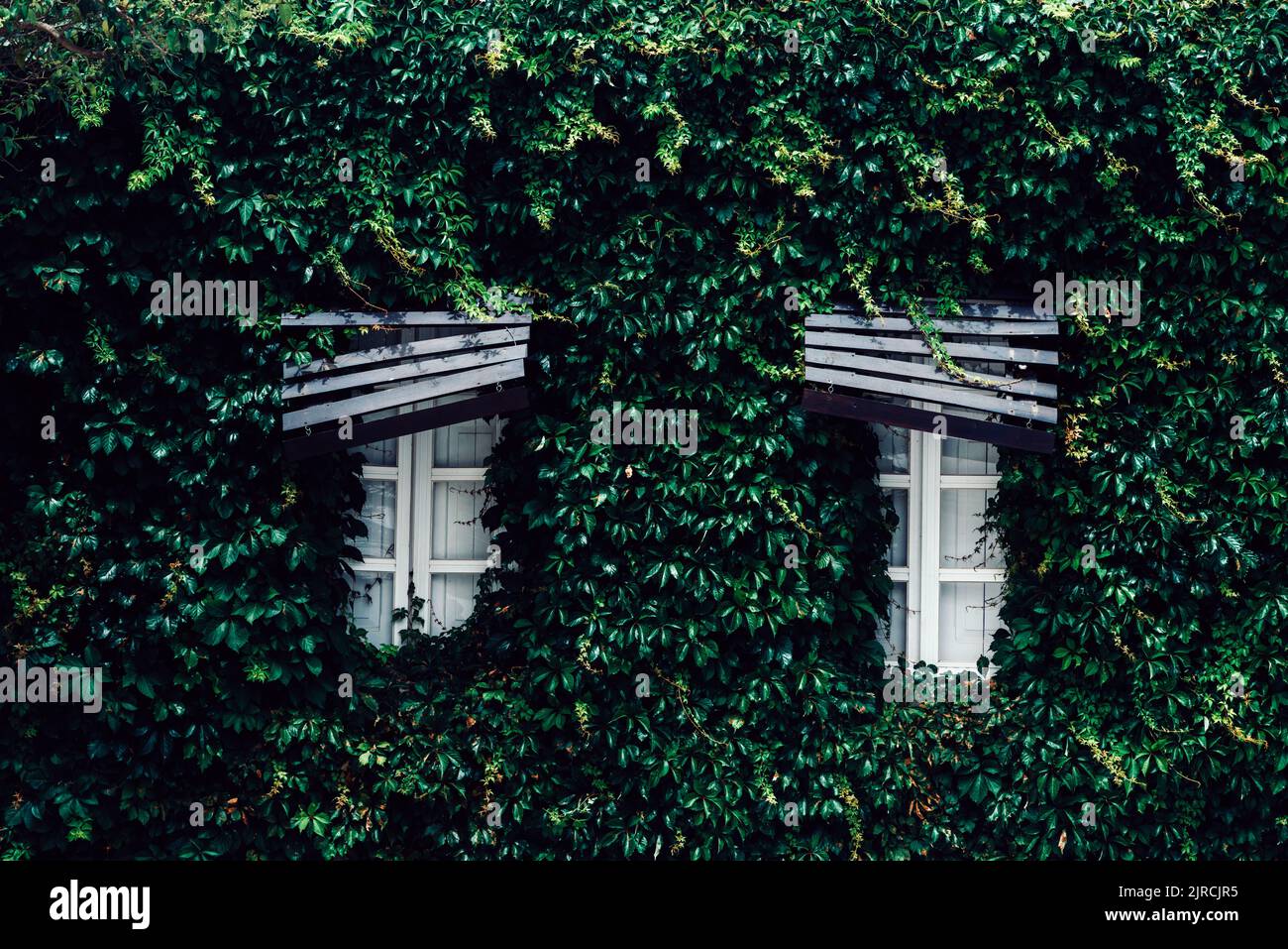 The white wooden window shutters hidden behind the dense green tree ...