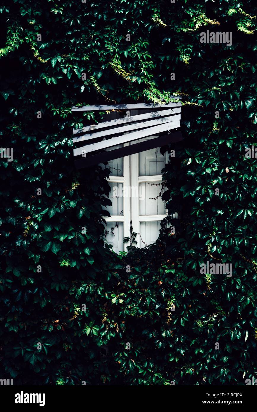 A vertical shot of white wooden window shutters hidden behind the dense ...