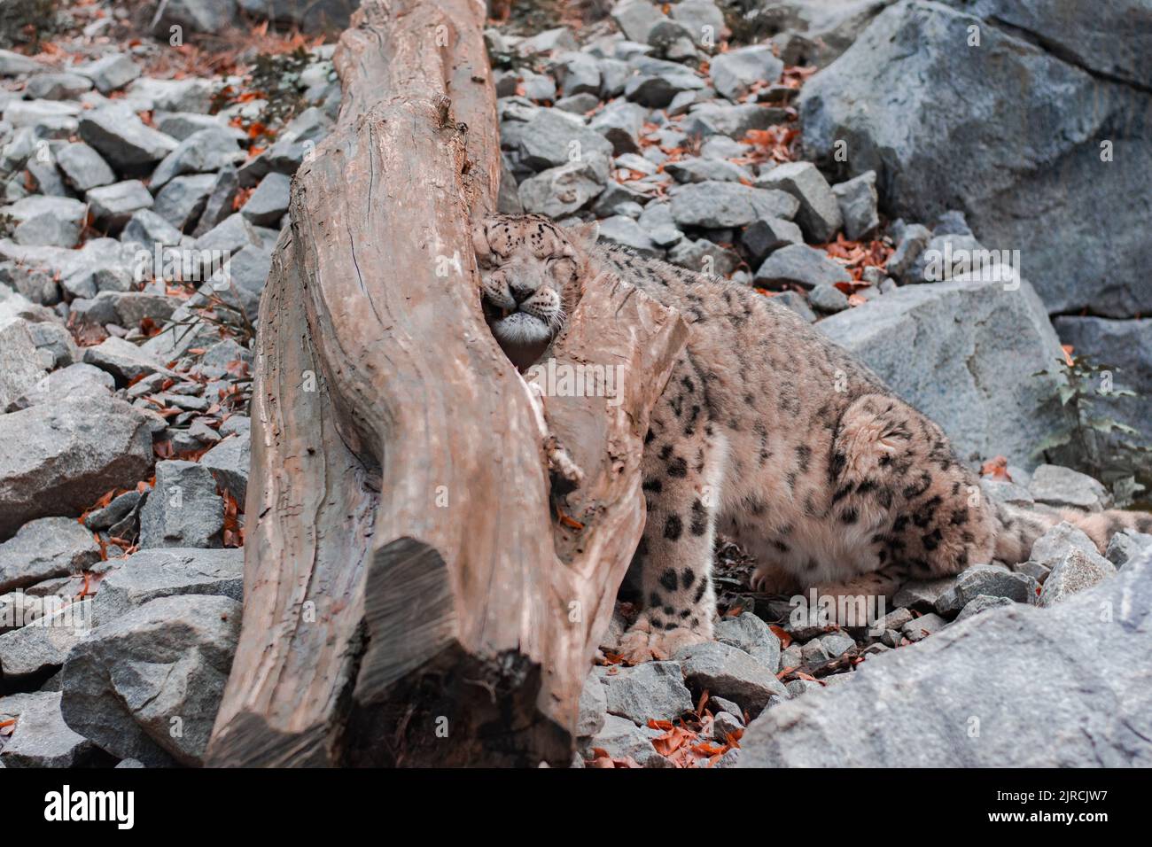 Jaguar animal scratching hi-res stock photography and images - Alamy