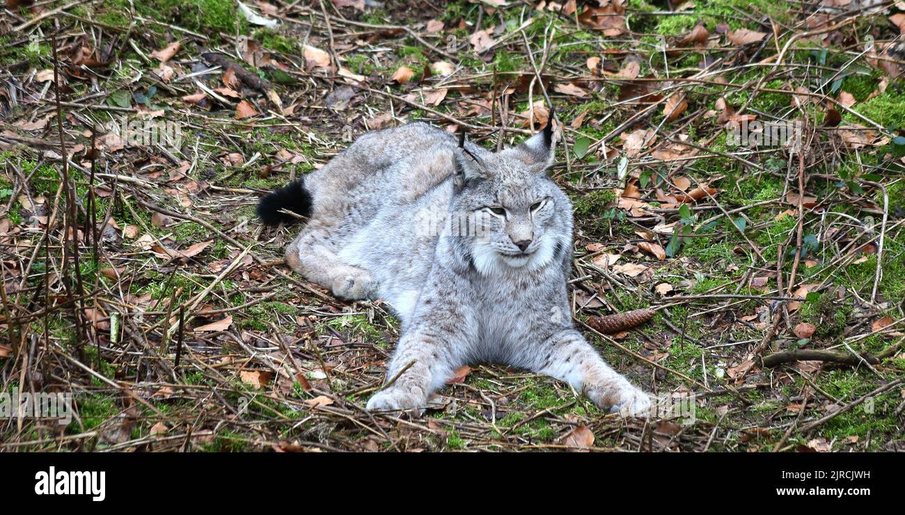 A lynx laying on the grass alert looking around Stock Photo - Alamy