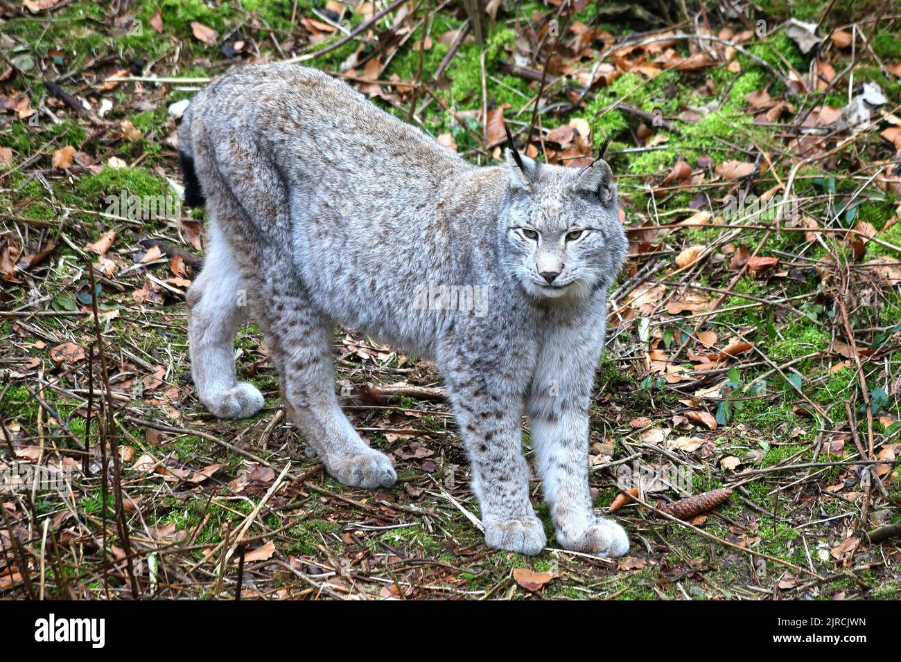 A lynx standing on the grass alert looking around Stock Photo - Alamy