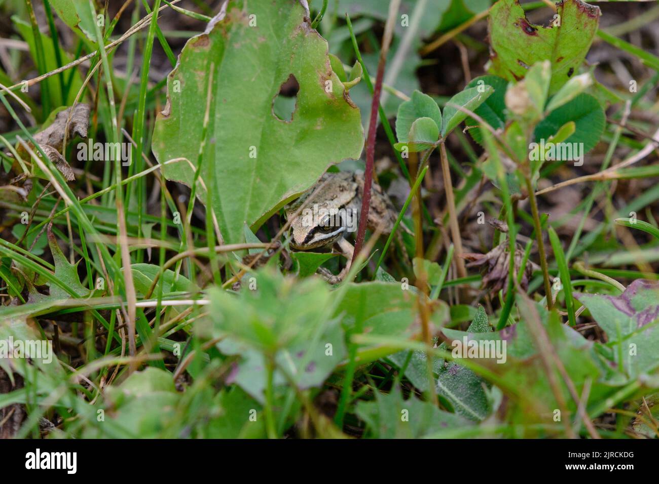 Wood frog (Lithobates sylvaticus), Elk Island National Park, Alberta ...
