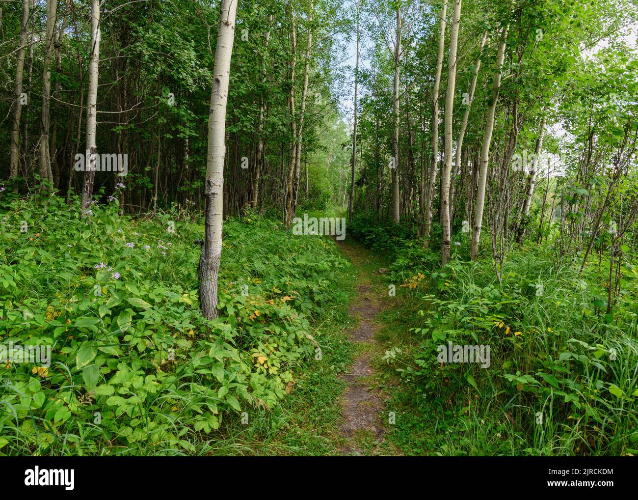 Boreal ecosystem hi-res stock photography and images - Alamy