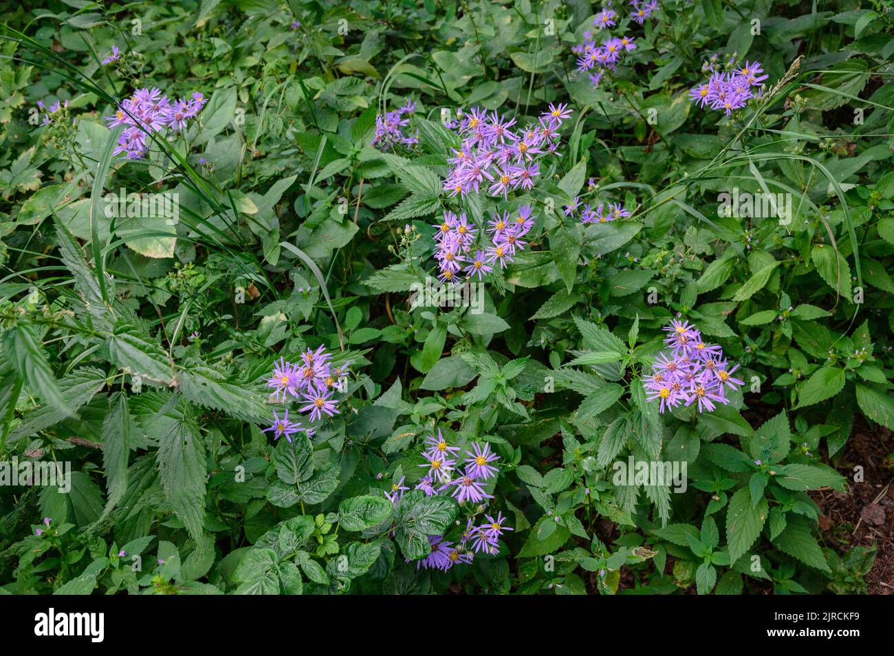Blue aster flowers (Symphyotrichum laeve) blooming on the boreal forest ...