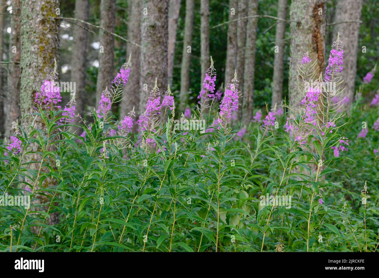 Fireweed (Epilobium angustifolium) flowering in the boreal forest of ...