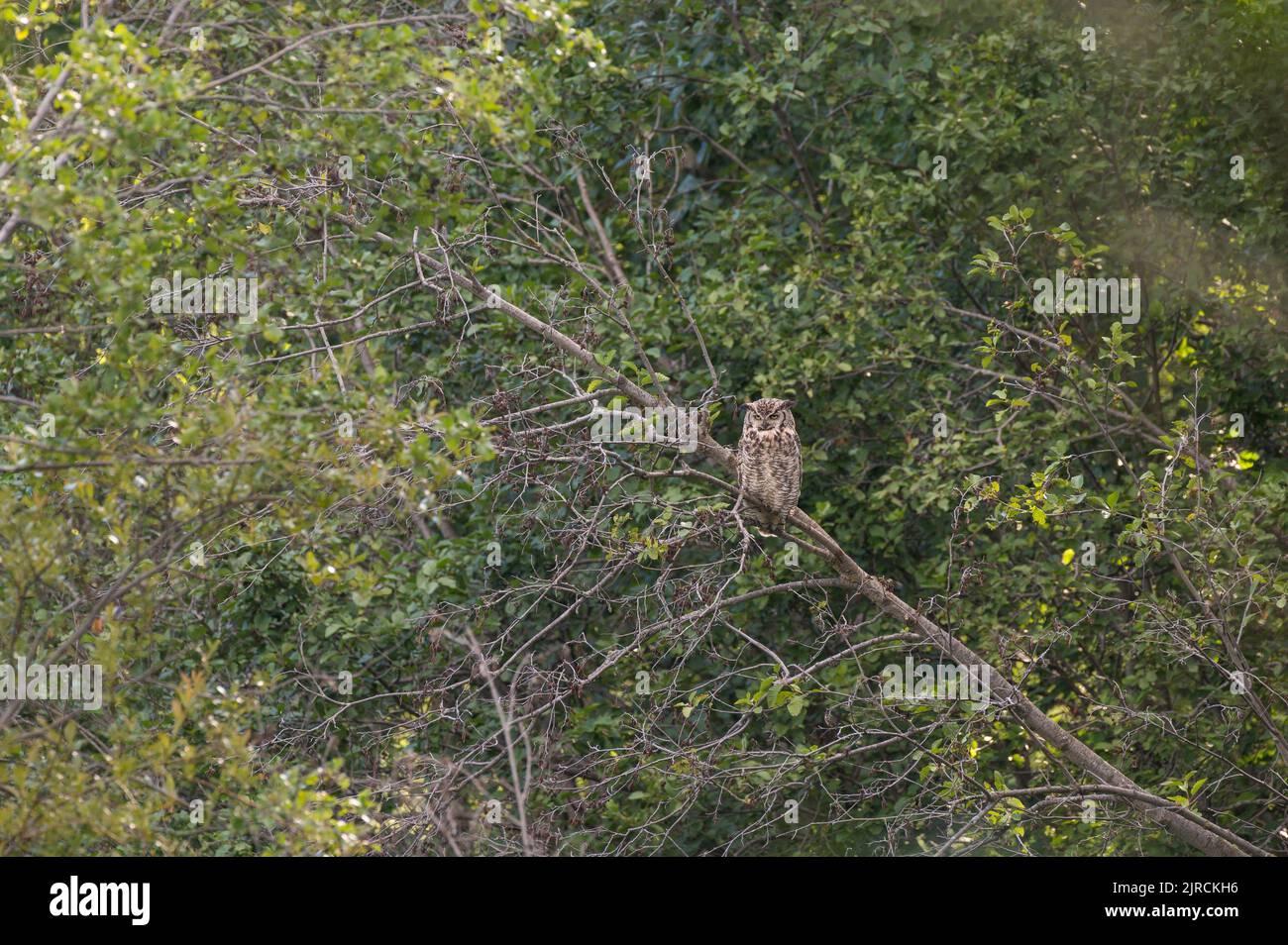 Great horned owl (Bubo virginianus) in the boreal forest, Elk Island ...