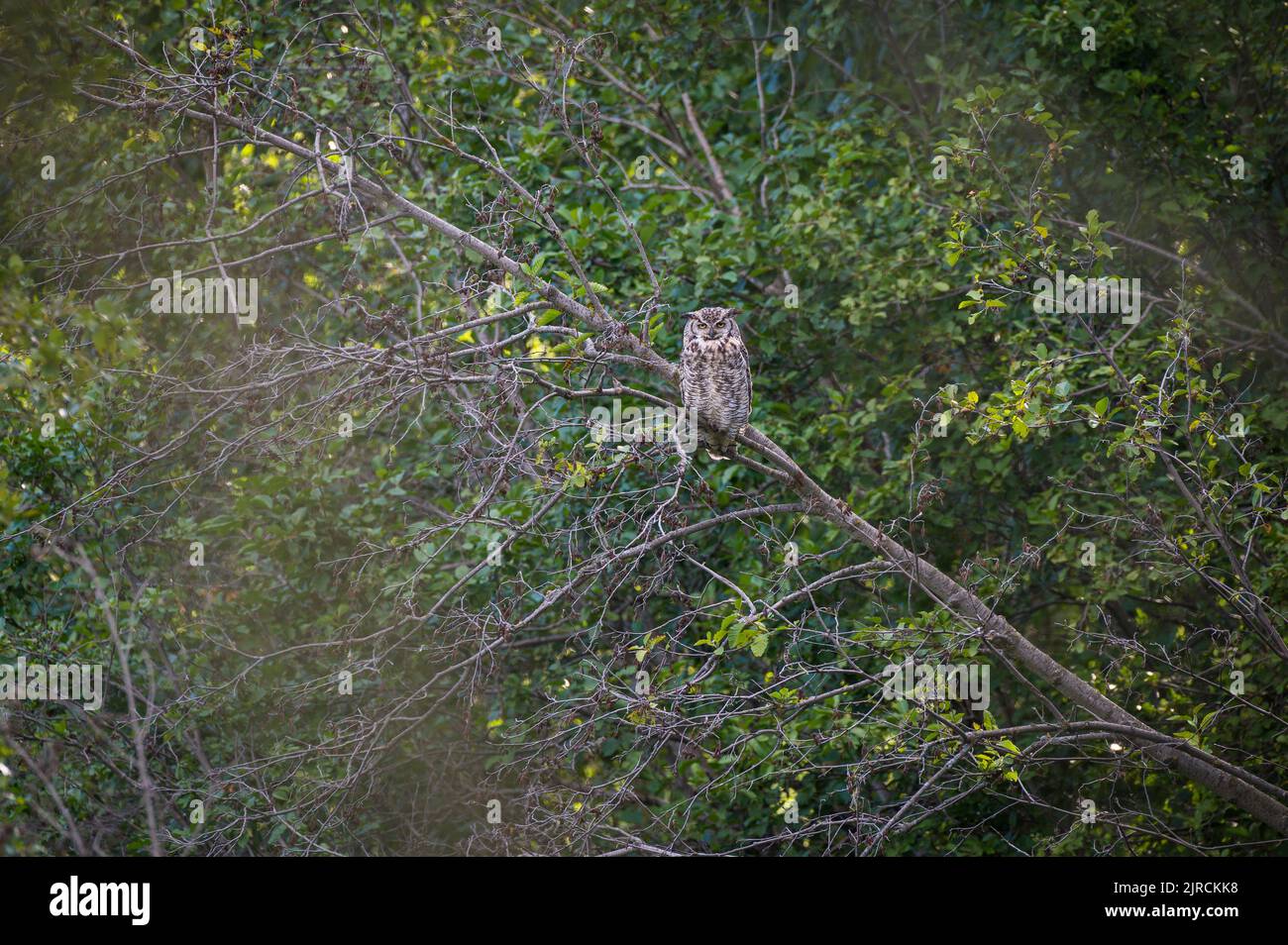 Great horned owl (Bubo virginianus) in the boreal forest, Elk Island ...