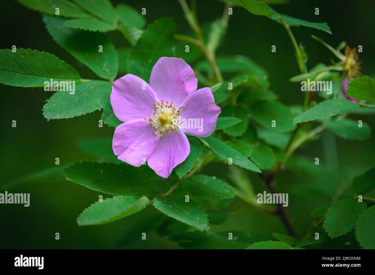 Wild Rose blooming in a boreal forest, Elk Island National Park ...