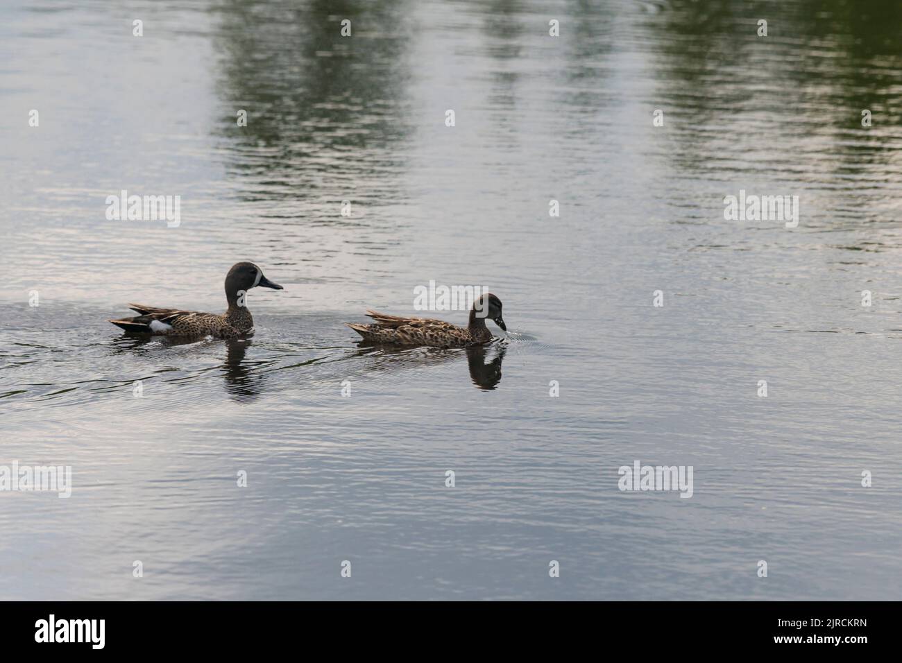 Male and female Blue Winged Teal (Anas discors) on a lake, Elk Island ...