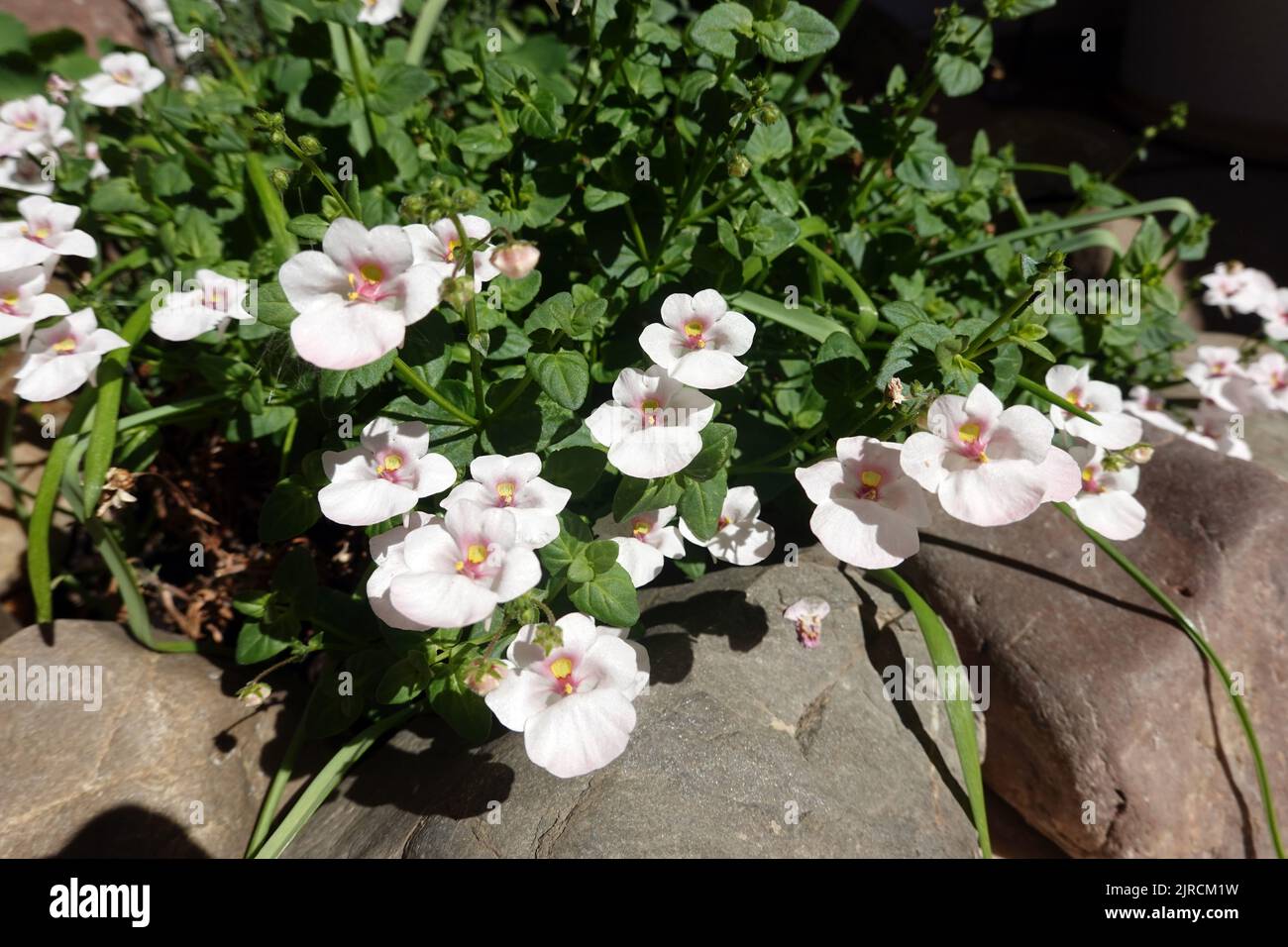Elfensporn (Diascia spec.), beheimatet in Südafrika, blühende Pflanze ...