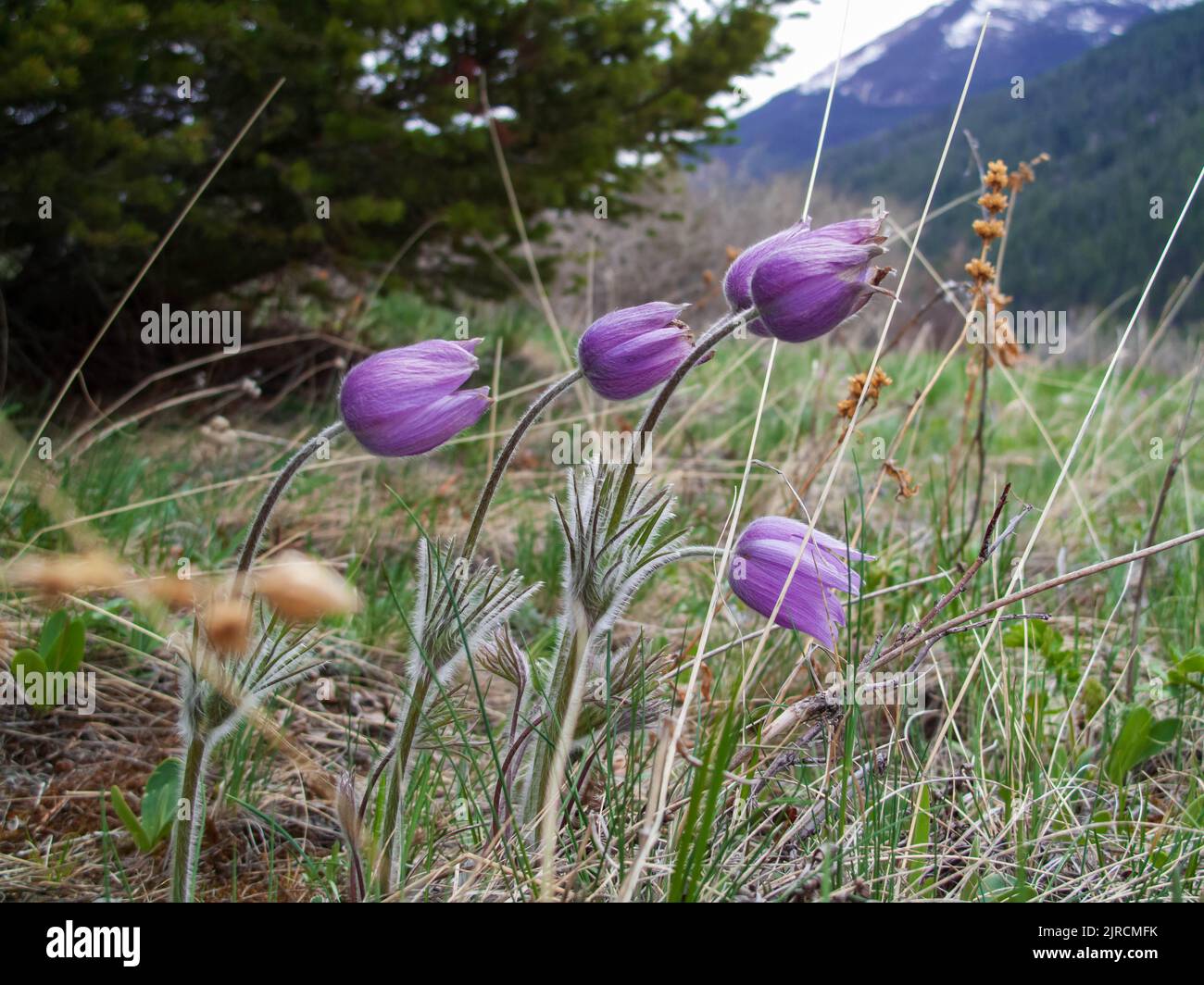 Prairie Crocus, Anemone patens in Waterton Lakes National Park, Alberta ...