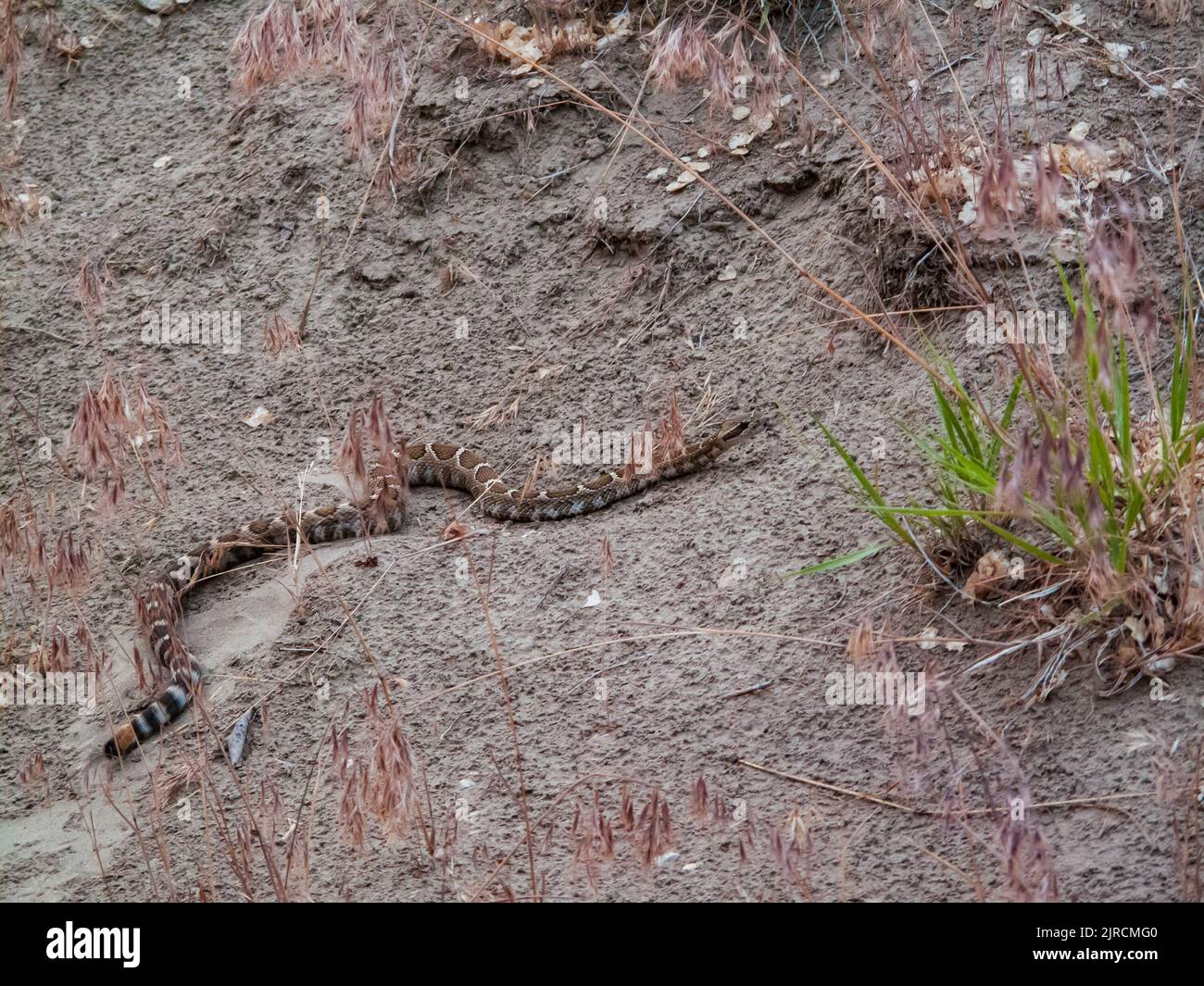 British snake hi-res stock photography and images - Alamy