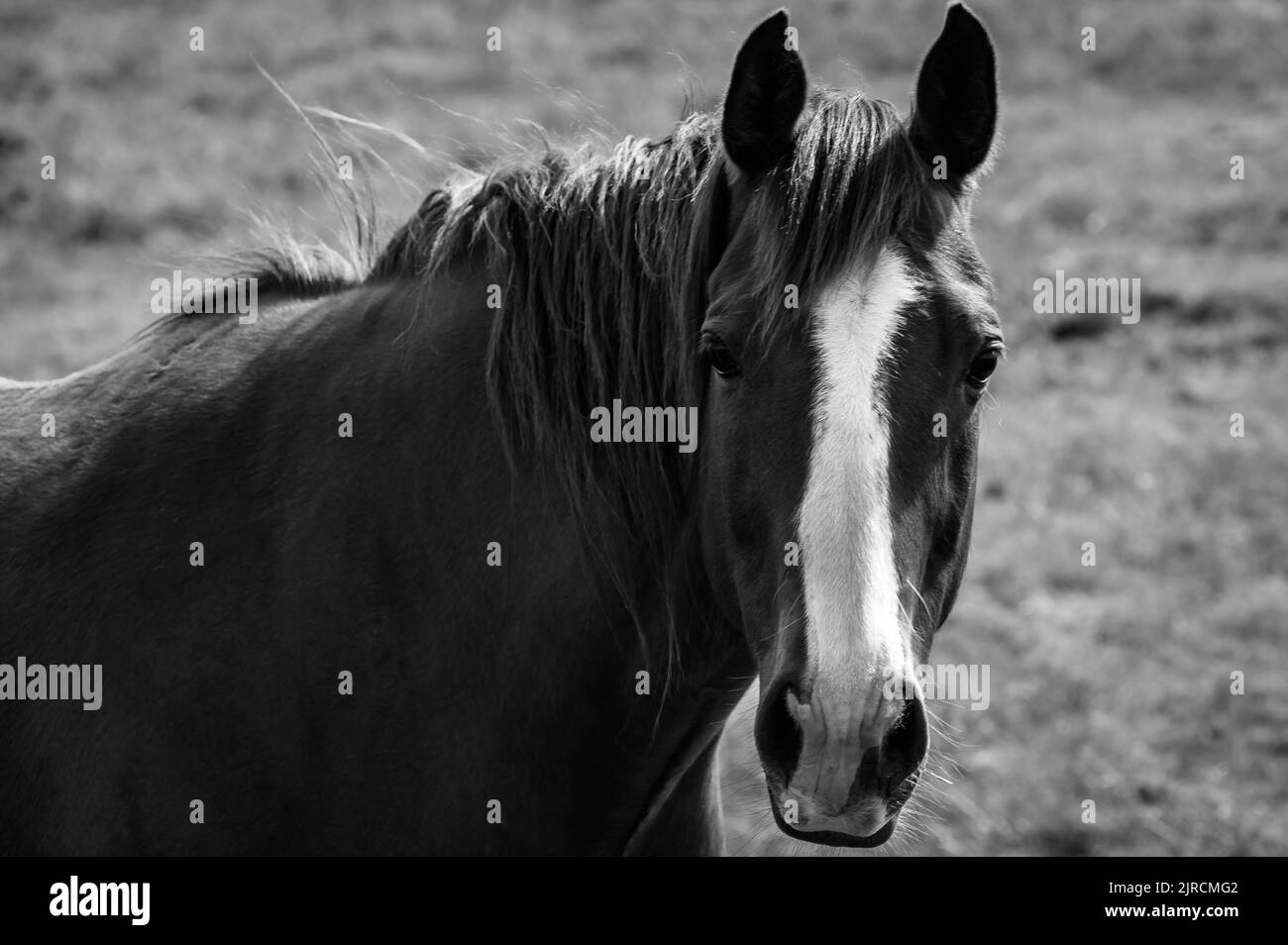 Portrait pressure Black and White Stock Photos & Images - Alamy