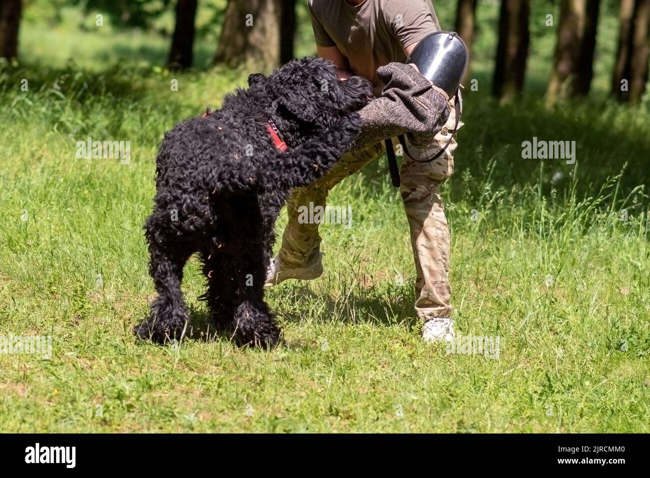 Russian black terrier attacks cynologist, in training of aggression ...