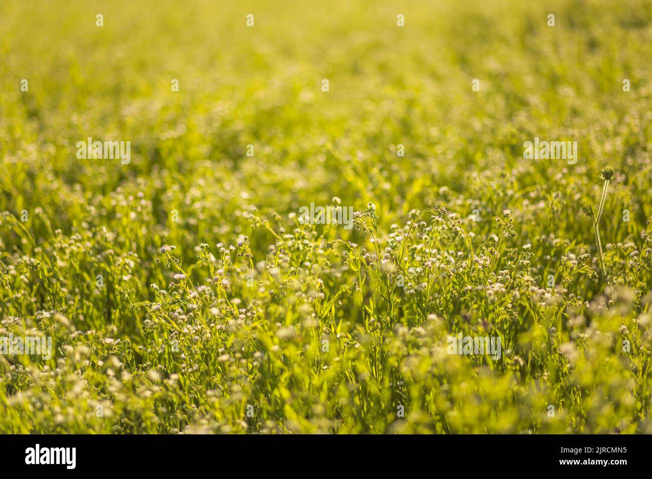 A yellow field with a Wild plant Melilotus, known as melilot, sweet ...