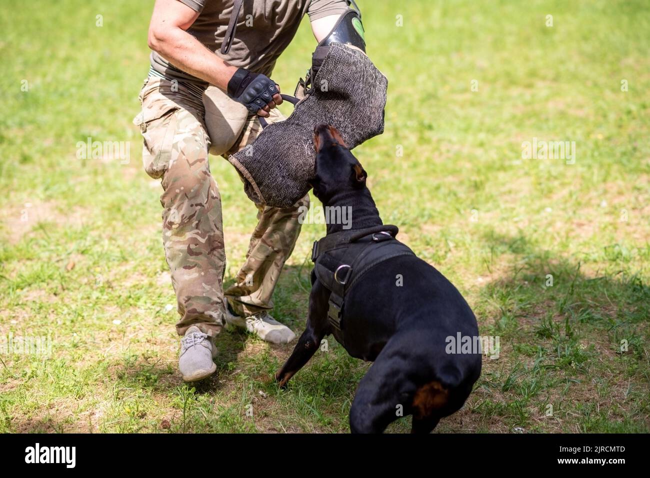 Doberman attacking dog handler during aggression training Stock Photo ...