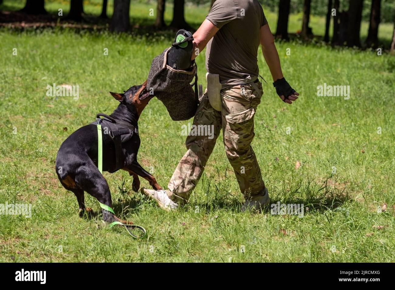 Doberman attacking dog handler during aggression training Stock Photo ...
