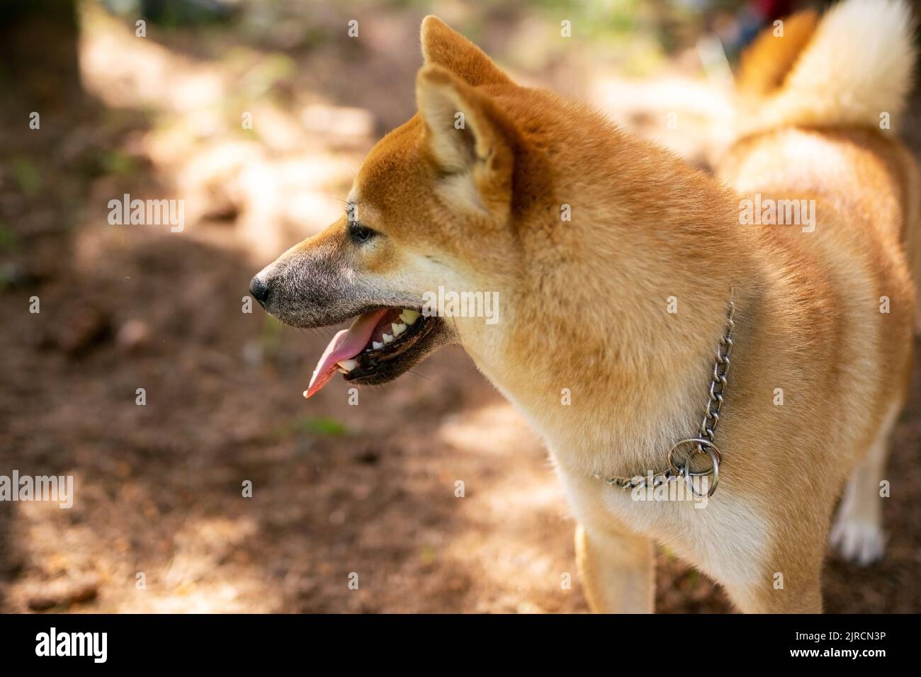 Shiba inu dog walking in the forest Stock Photo - Alamy