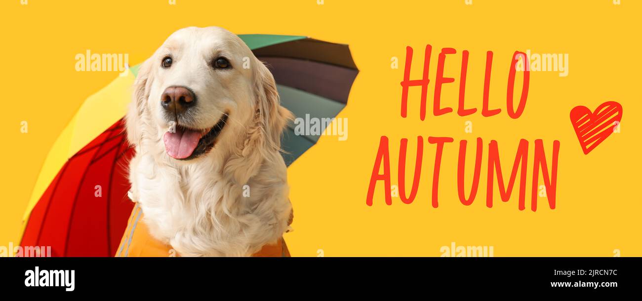 Cute Labrador dog with umbrella and text HELLO, AUTUMN on yellow ...