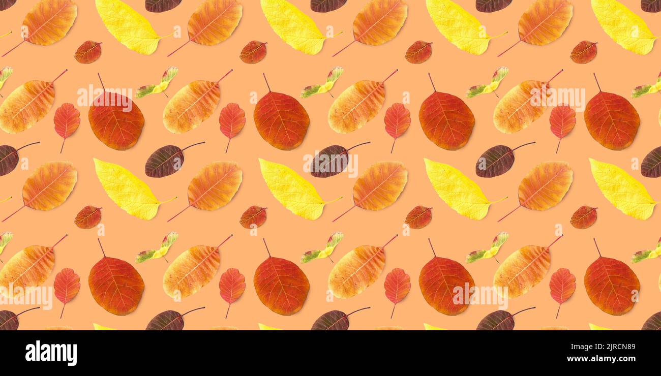 Many autumn leaves on beige background. Banner for design Stock Photo ...