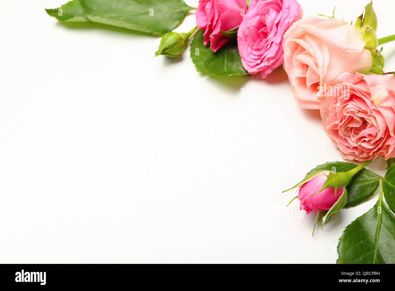 Frame made of beautiful pink roses on white background Stock Photo - Alamy