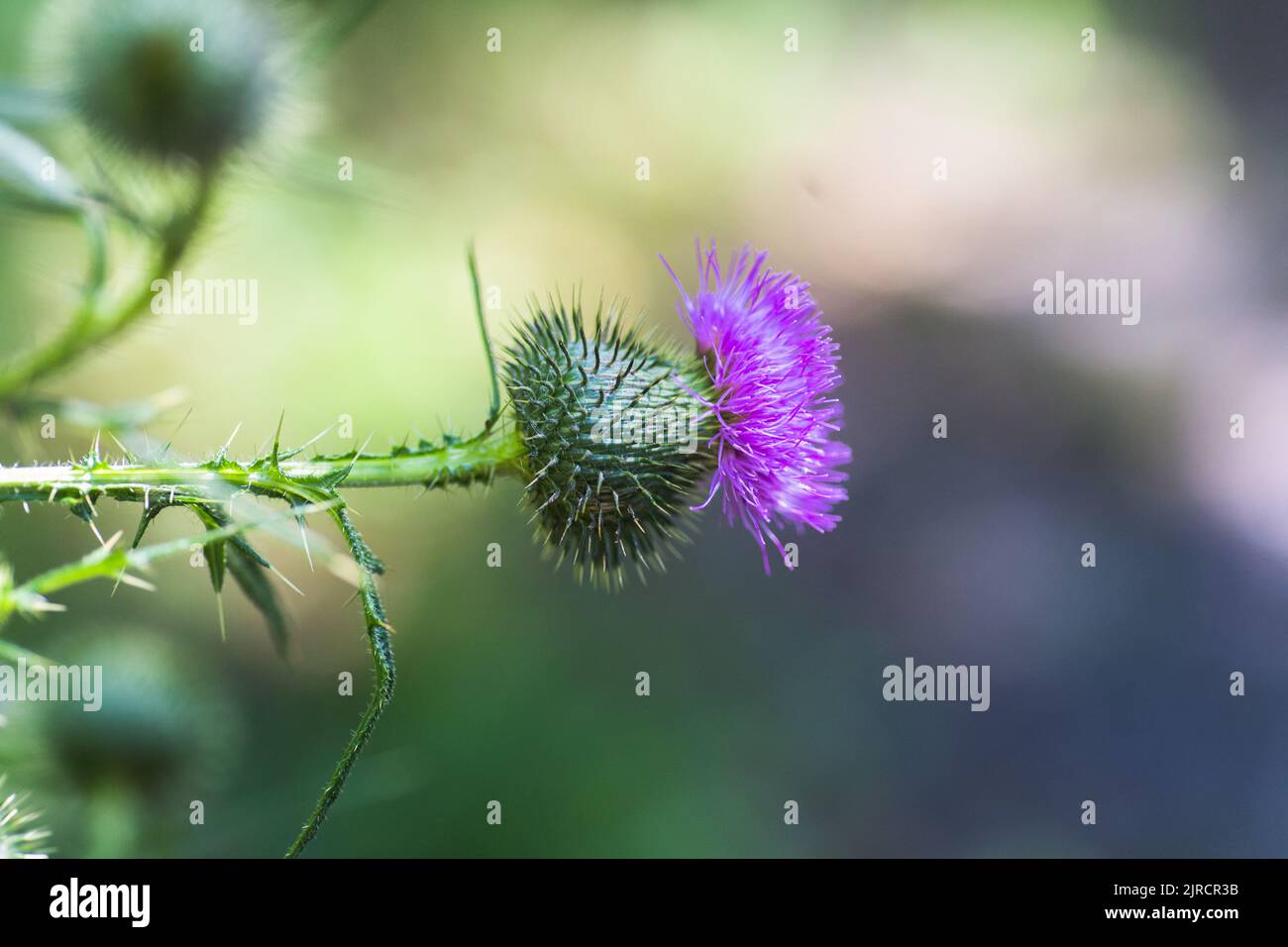 Steppe thorns weed thistle hi-res stock photography and images - Alamy