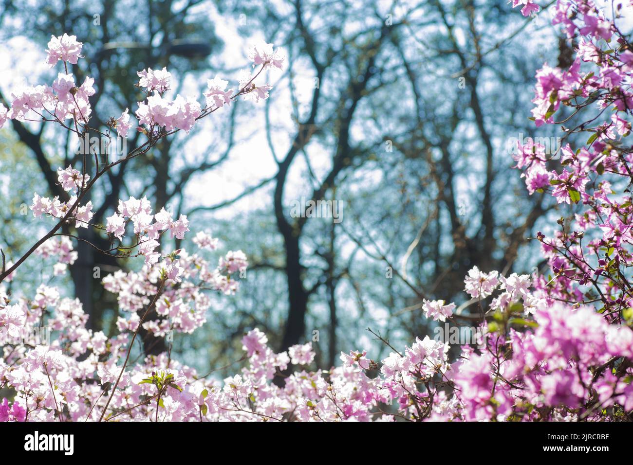 A bush of flowering azaleas against a background of trees in a blue ...