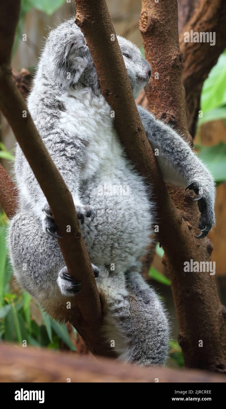 A closeup shot of a cute furry koala laying on tree branches Stock ...