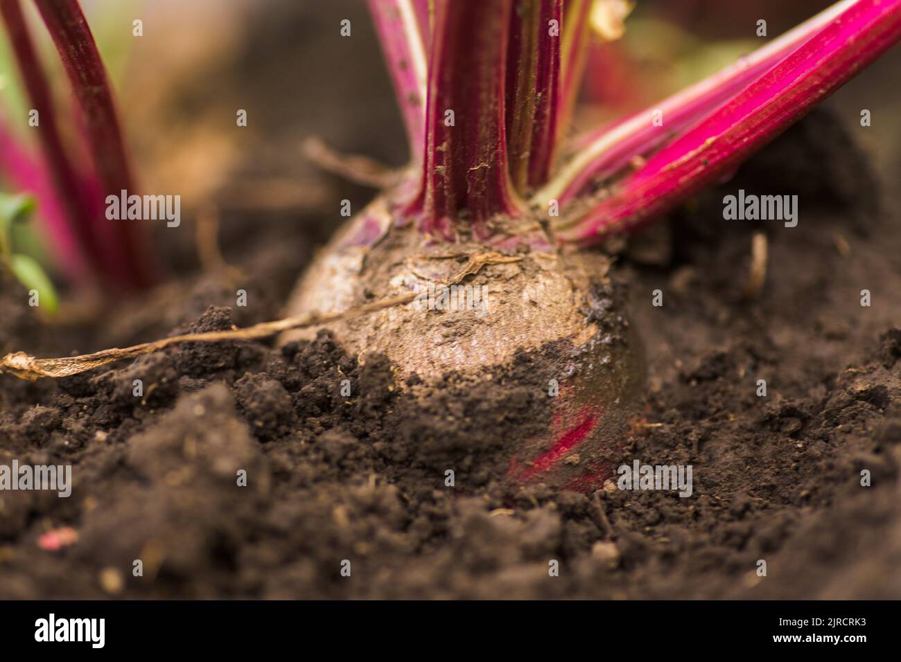 Sea beet, Beta vulgaris subsp. maritima, beetroot, table, garden, red ...