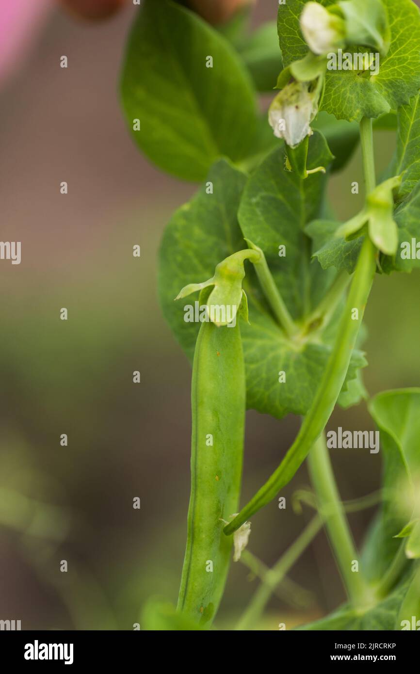 Garden pea pisum sativum ripe hi-res stock photography and images - Alamy